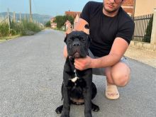 Kafshe shtepiake në shitje | Kosovë | MirLir.com