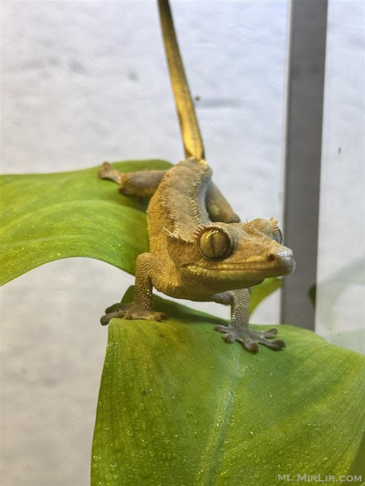 Gekon crasted me terrarium në Fushë Kosovë | Të tjera - Kafshe | MirLir.com