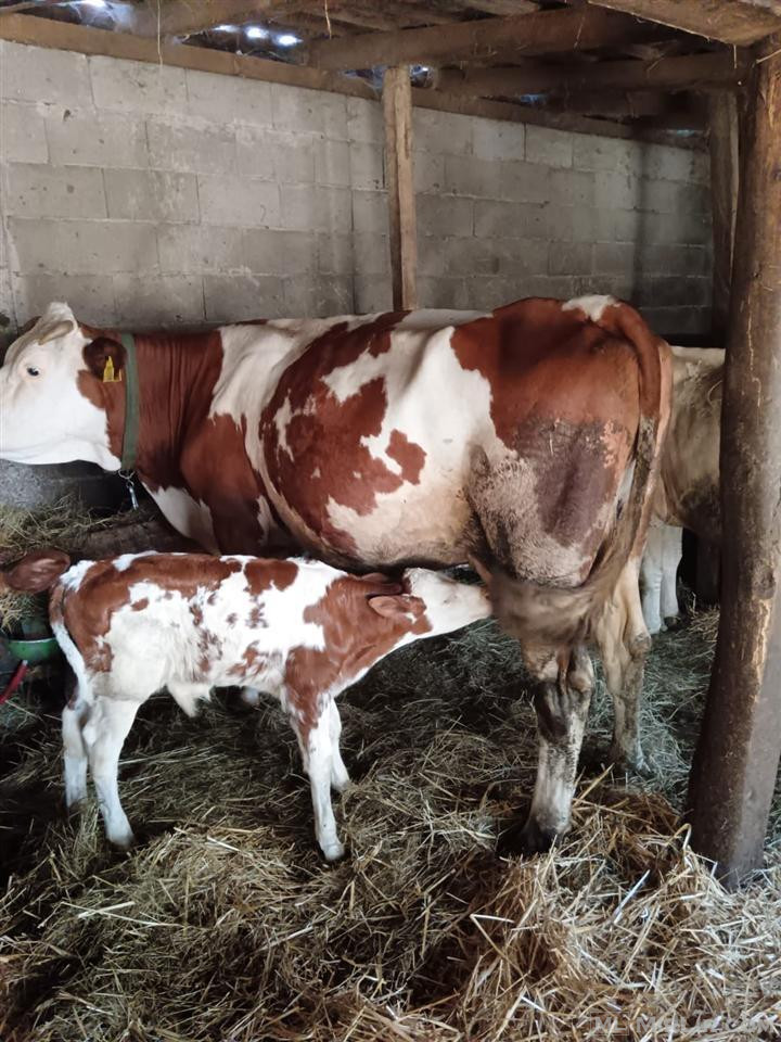 Shitet Lopa me Viq në Deqan | Kafshe ferme | MirLir.com