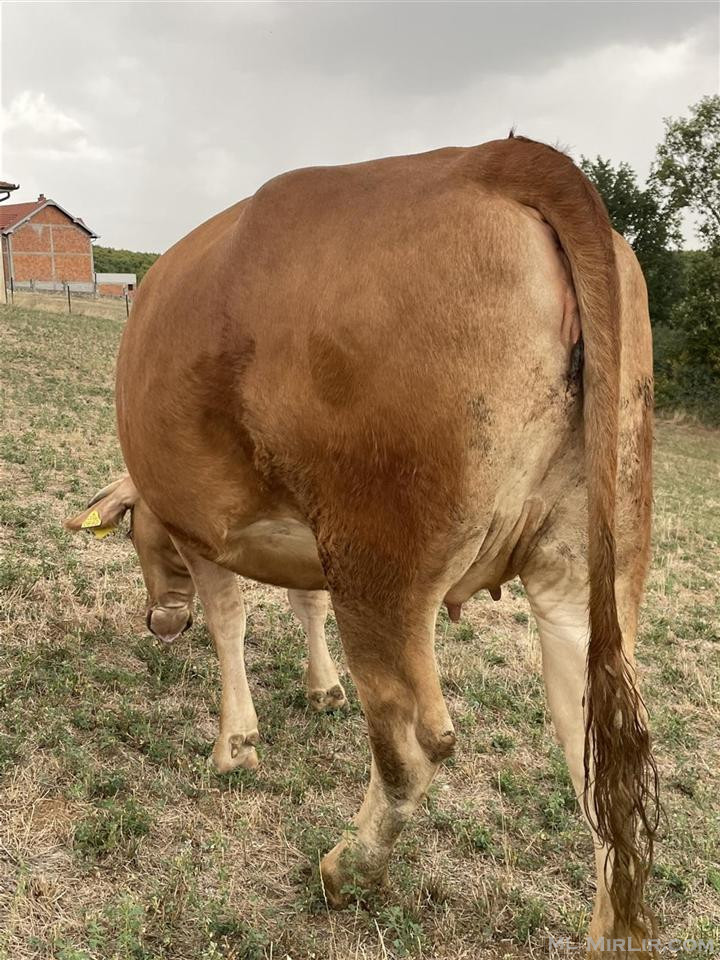 Shitet Mshtjerra bars 8 muj ... në Malisheve | Kafshe ferme | MirLir.com