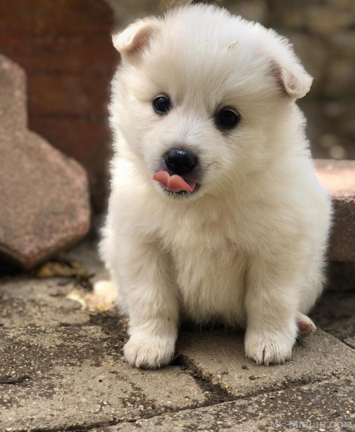 Mini Spic 100% rrac e paster... në Berat | Kafshe shtepiake | MirLir.com