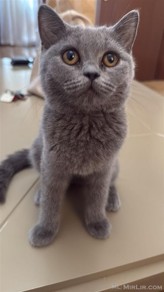 Kotele British shorthair në Durrës | Kafshe shtepiake | MirLir.com
