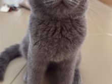Kotele British shorthair në Durrës | Kafshe shtepiake | MirLir.com