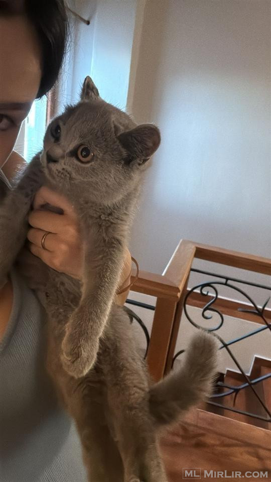 Kotele British shorthair në Durrës | Kafshe shtepiake | MirLir.com