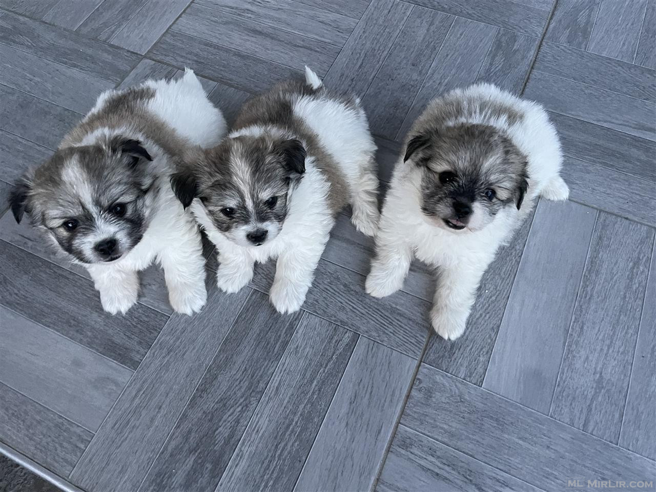 Shiten qen Mini Spitz në Durrës | Kafshe shtepiake | MirLir.com