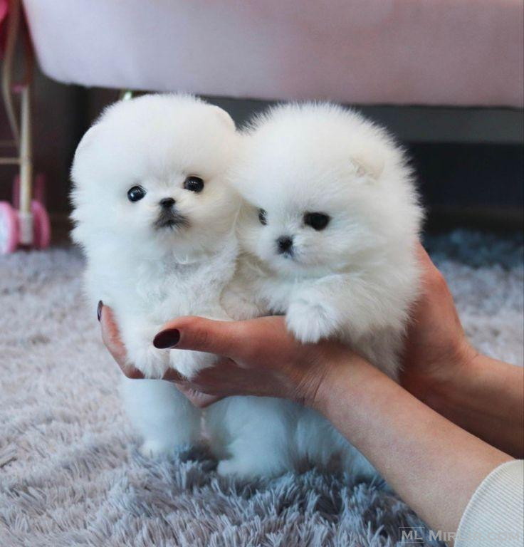 Teacup Pomeranian for sell në Korçë | Kafshe shtepiake | MirLir.com