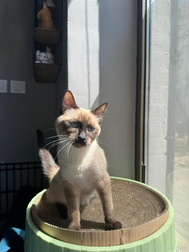 Siamese në Prishtinë | Kafshe shtepiake | MirLir.com