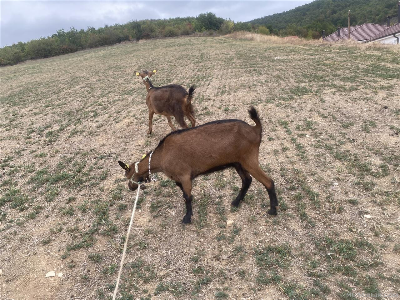 Shiten 2 Dhi Alpine qumshtor... në Prishtinë | Kafshe ferme | MirLir.com