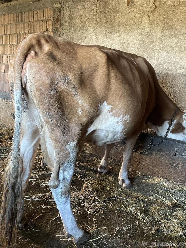 Shitet lopa me viq femen dhe... në Malisheve | Kafshe ferme | MirLir.com