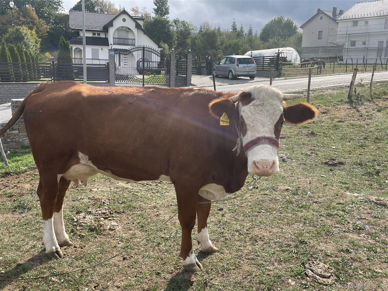 Shitet lopa në Kaçanik | Kafshe ferme | MirLir.com