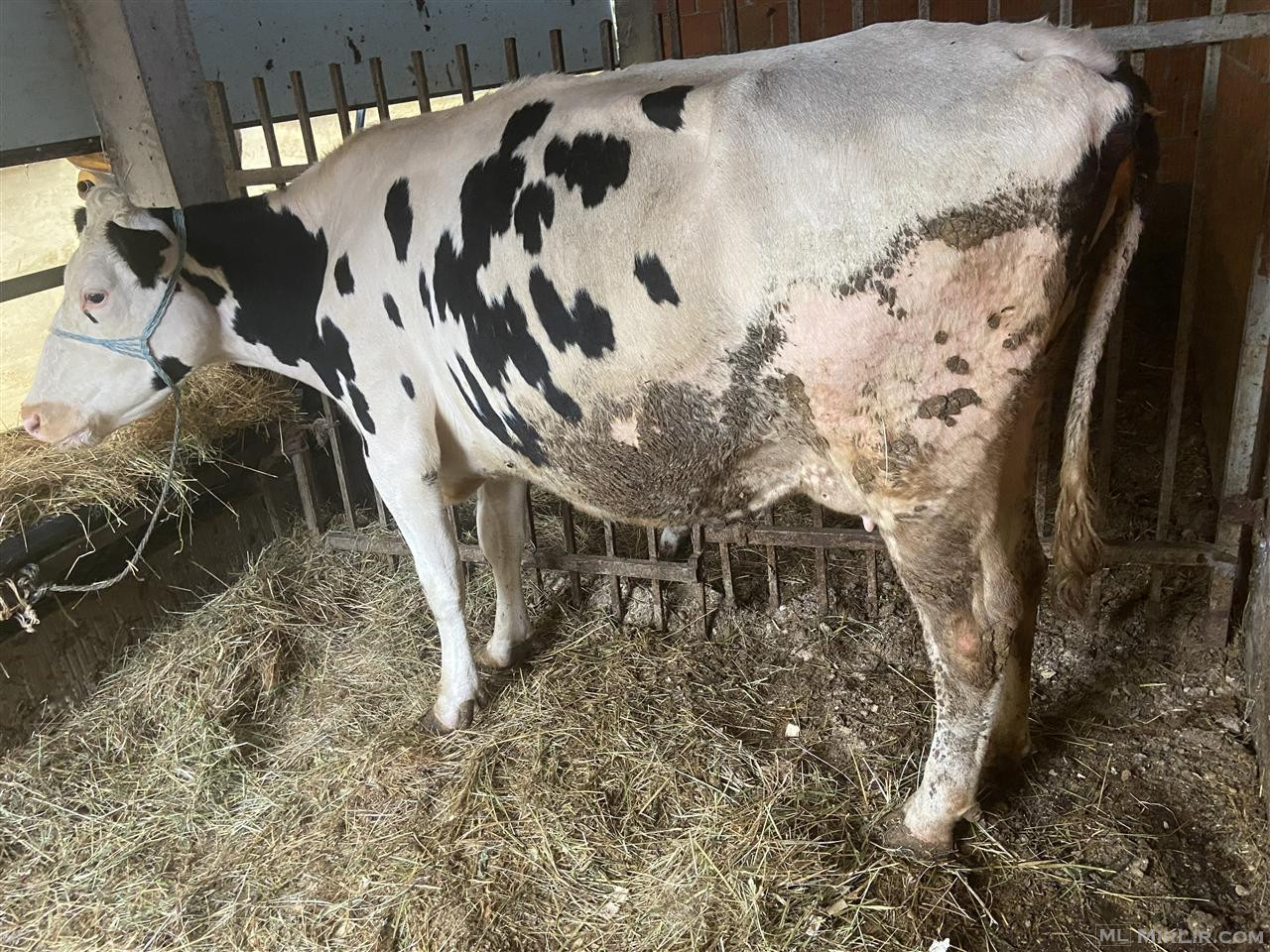 Shitet lopa holandese në Podujevë | Kafshe ferme | MirLir.com