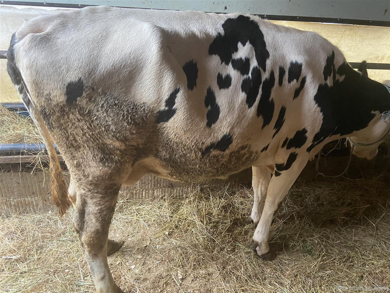 Shitet lopa holandese në Podujevë | Kafshe ferme | MirLir.com