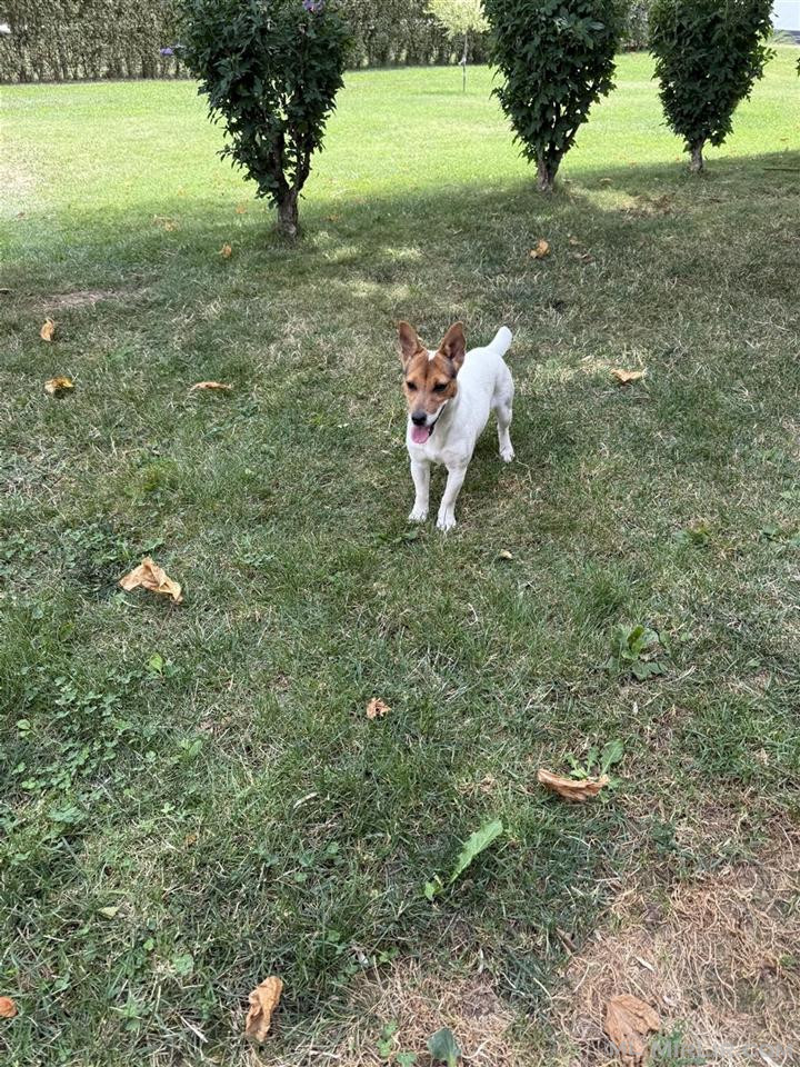 Shitet Qeni në Ferizaj | Kafshe shtepiake | MirLir.com