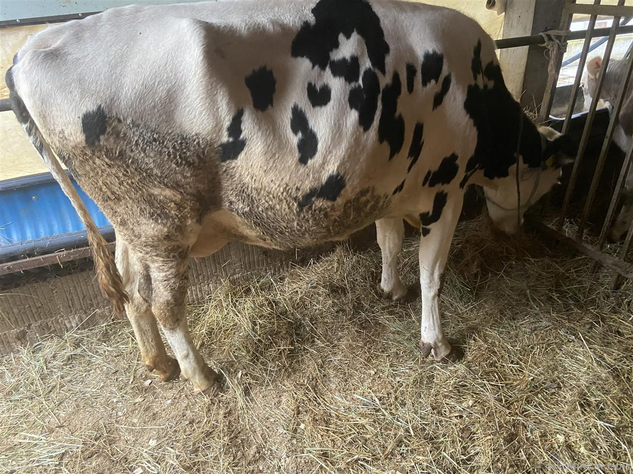 Shitet lopa holandese në Podujevë | Kafshe ferme | MirLir.com