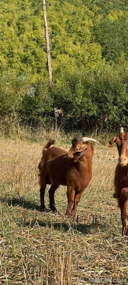 Shitet Cjapi në Prishtinë | Kafshe ferme | MirLir.com