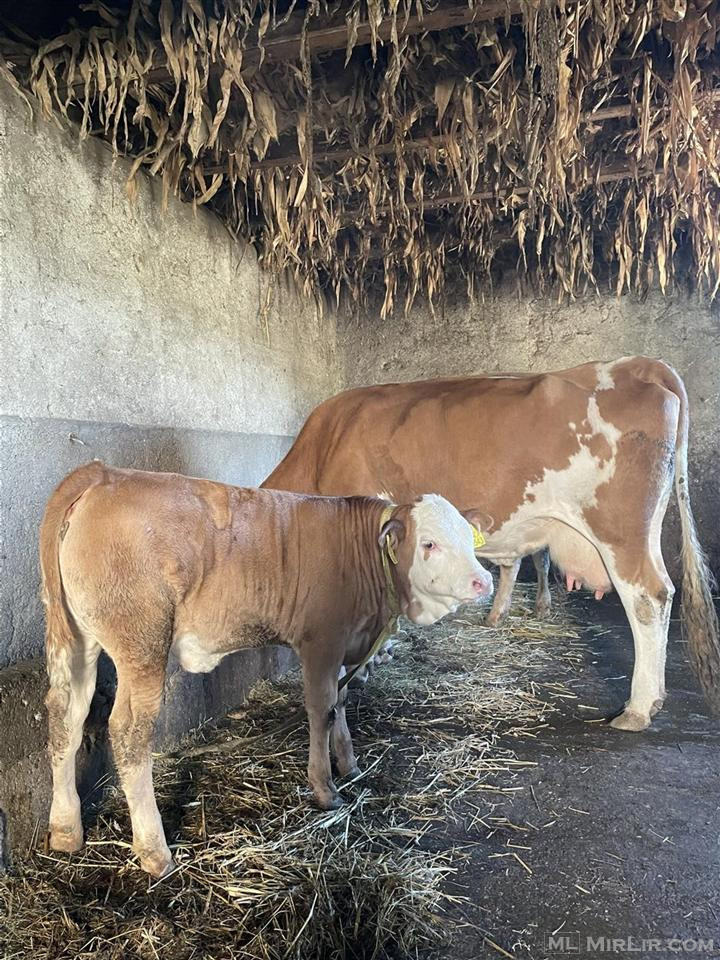 Shitet lopa me viq dhe bars ... në Malisheve | Kafshe ferme | MirLir.com