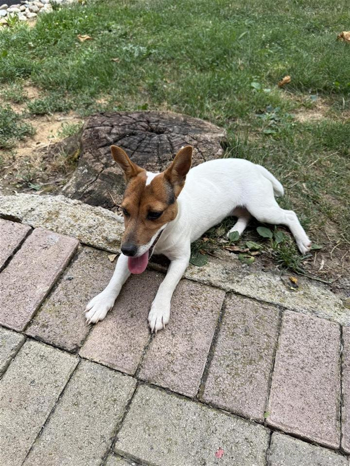 Shitet qeni në Ferizaj | Kafshe shtepiake | MirLir.com