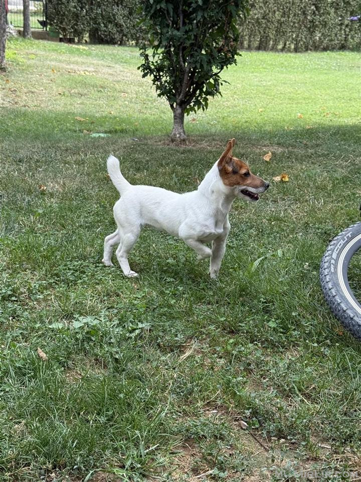 Shitet qeni në Ferizaj | Kafshe shtepiake | MirLir.com