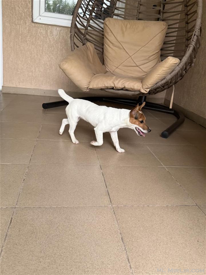 Shitet qeni në Ferizaj | Kafshe shtepiake | MirLir.com