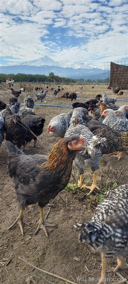 Shiten Pula dhe Gjela në Ferizaj | Kafshe ferme | MirLir.com