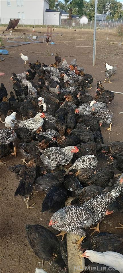 Shiten Pula dhe Gjela në Ferizaj | Kafshe ferme | MirLir.com