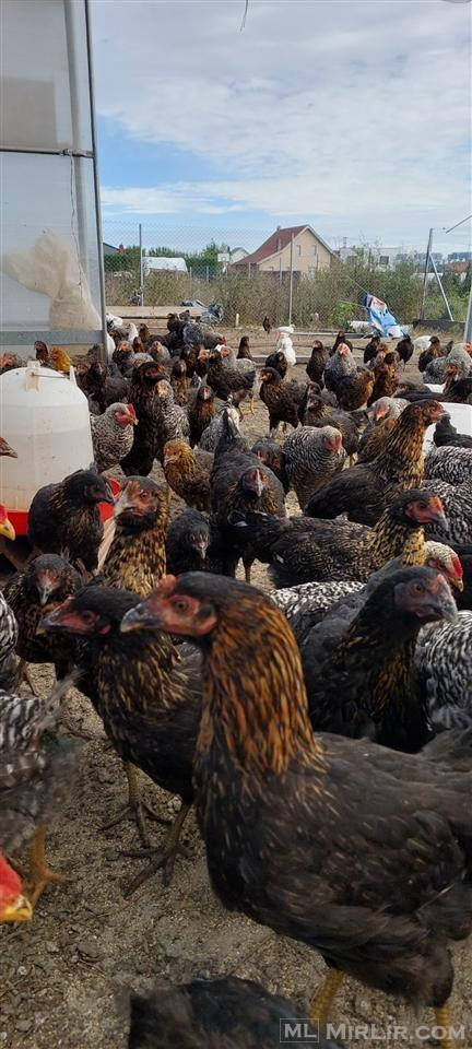 Shiten Pula dhe Gjela në Ferizaj | Kafshe ferme | MirLir.com