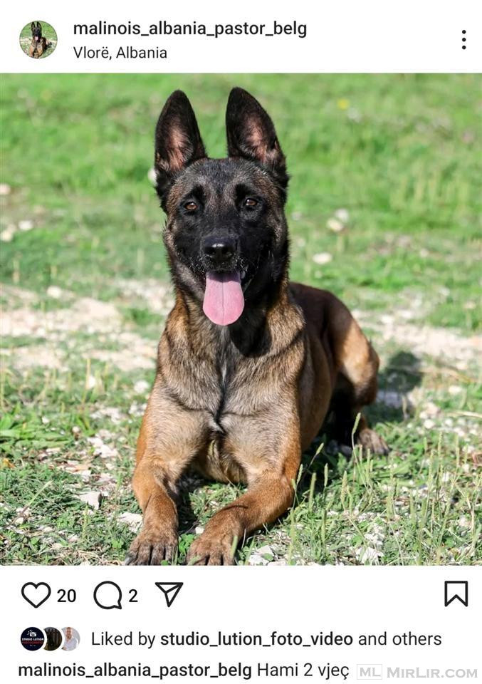 Pastor Belg Malinois në Vlorë | Kafshe shtepiake | MirLir.com