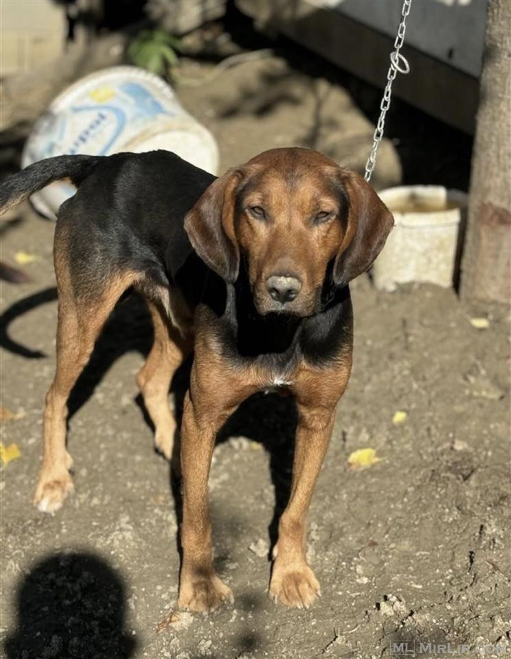 SHITET ZAGARI TOP FORM PER L... në Prishtinë | Kafshe shtepiake ...