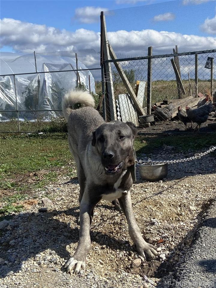 shitet klyshi kangal 7 muje në Ferizaj | Kafshe shtepiake | MirLir.com