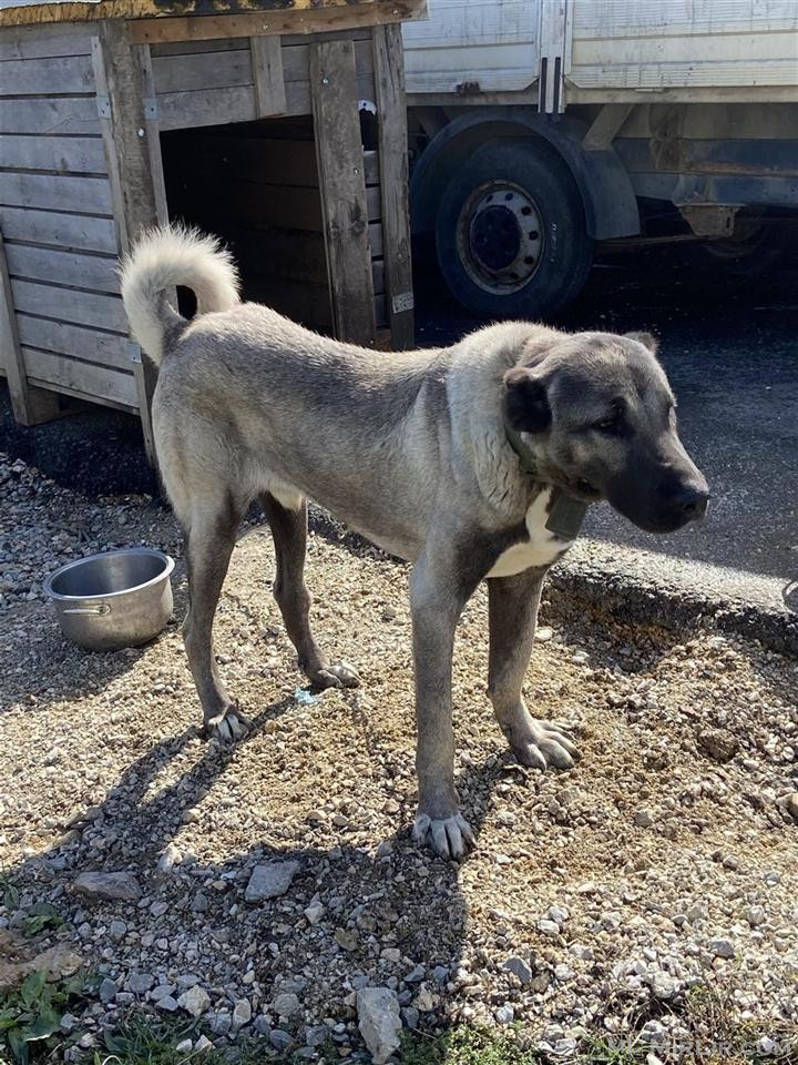 shitet klyshi kangal 7 muje në Ferizaj | Kafshe shtepiake | MirLir.com