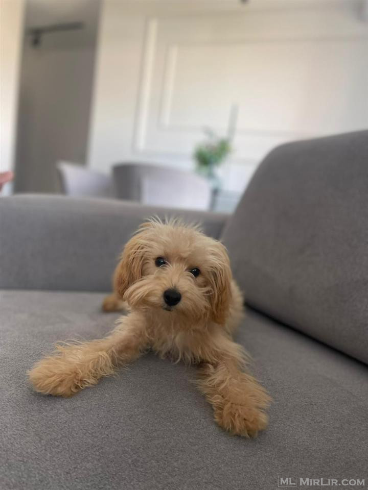 Qen rraca -Maltipoo në Prishtinë | Kafshe ferme | MirLir.com