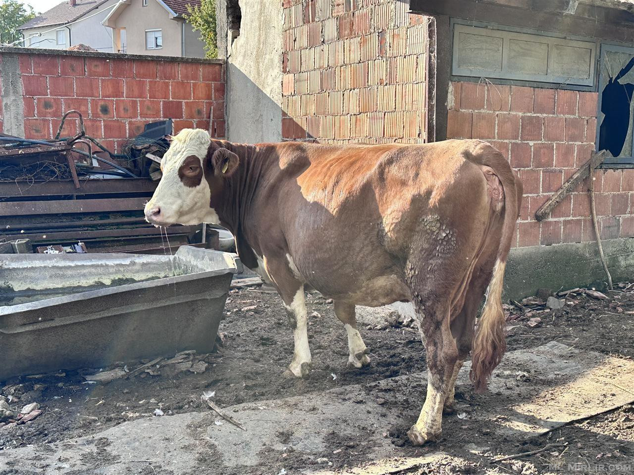 Shitet lopa në Vushtrri | Kafshe ferme | MirLir.com