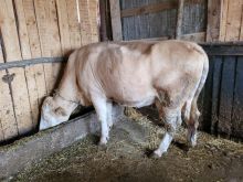 Shitet lopa shterrp në Skënderaj | Kafshe ferme | MirLir.com