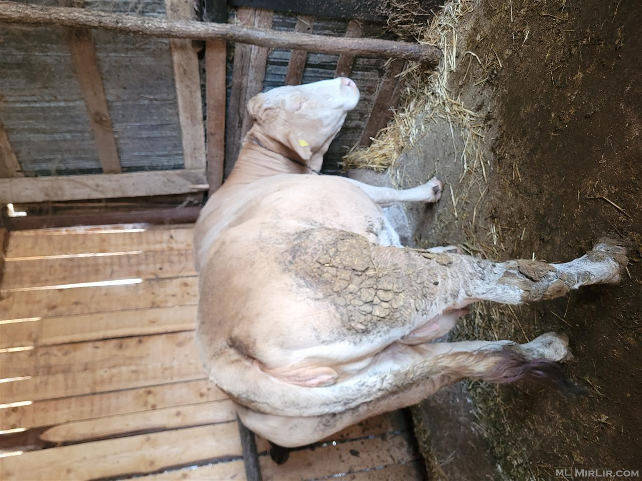 Shitet lopa shterrp në Skënderaj | Kafshe ferme | MirLir.com