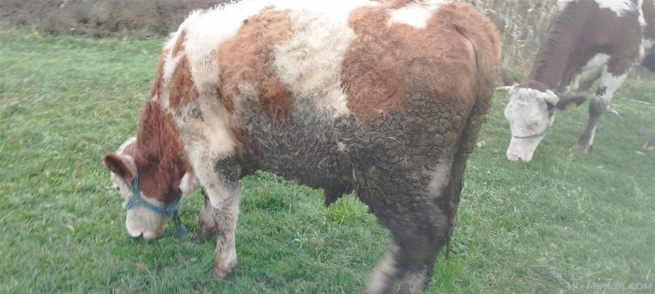 Shes viqin mashkull 6 muj në Deqan | Kafshe ferme | MirLir.com