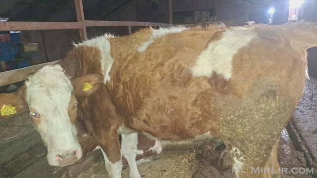 Shitet për marakli në Obiliq | Kafshe ferme | MirLir.com