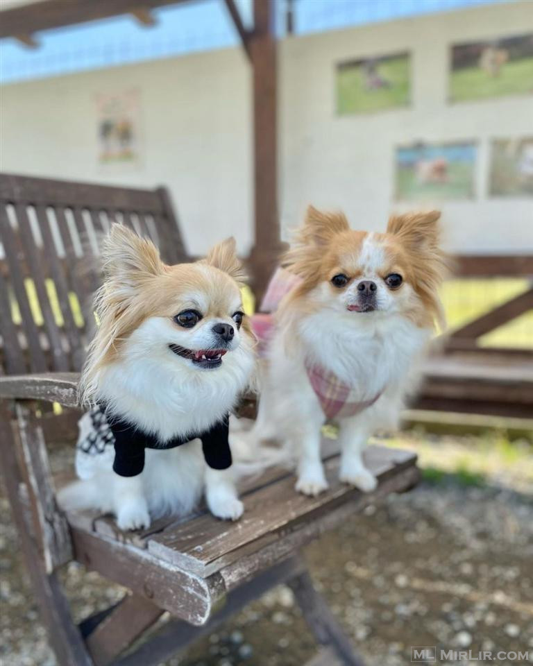 Qen Chihuahua në shitje në Tiranë | Qen | MirLir.com