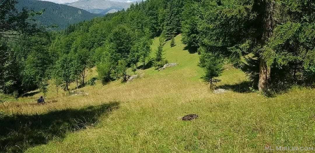 ️ Shiten 65 ari tokë📌 Në Ru... në Pejë | Truall / Toke | MirLir.com
