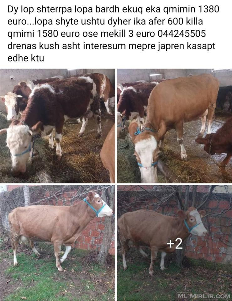 Lop shterrpa në Gllogoc | Kafshe ferme | MirLir.com