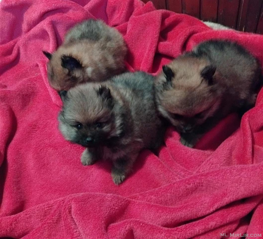 Pomeranian Spitz në Durrës | Kafshe shtepiake | MirLir.com